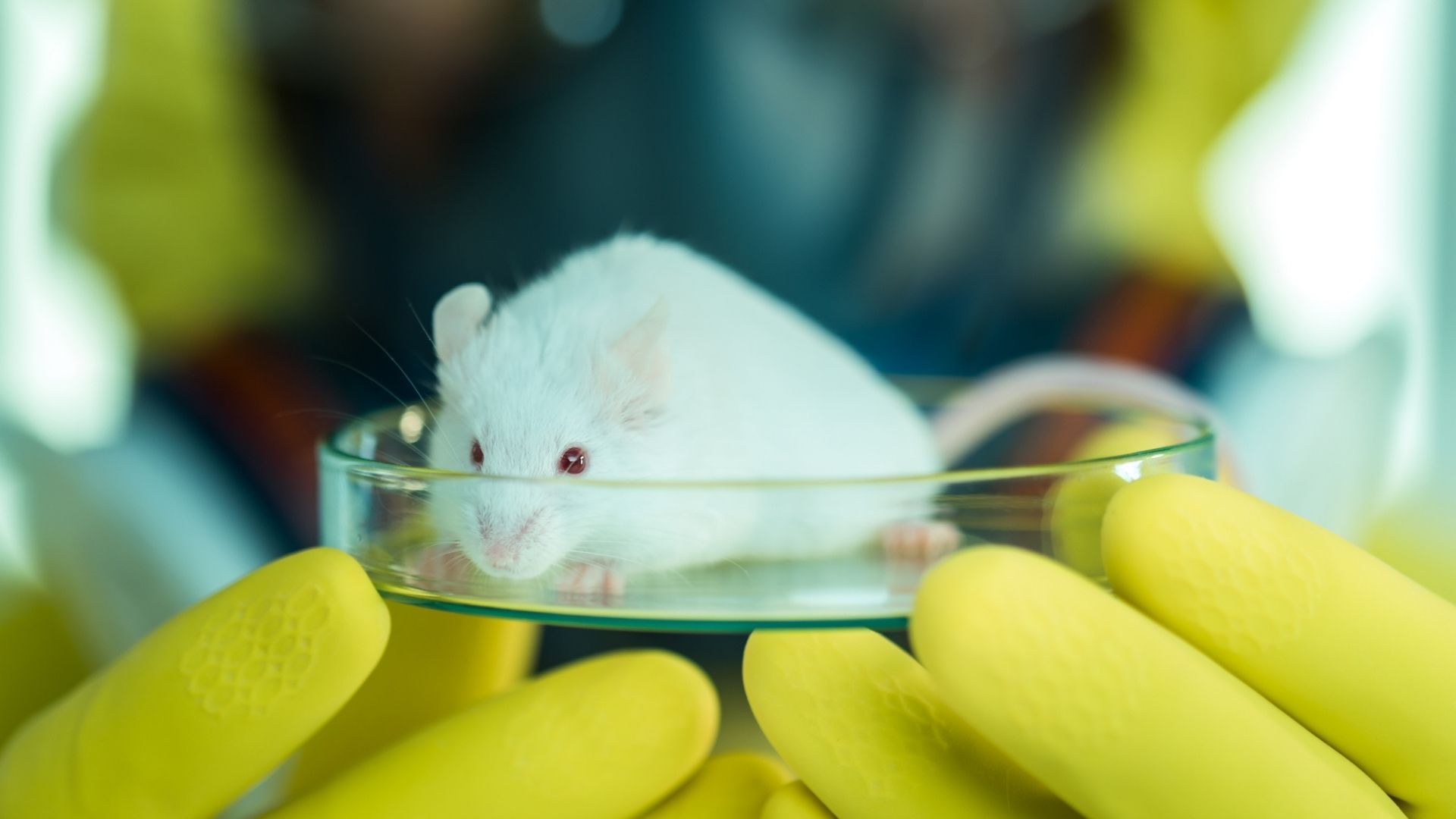 Testing Drugs With Human-Simulating Chips and Without Animals | IE