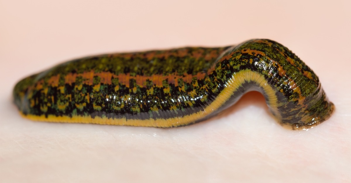 A New Species of Blood-Sucking Leech Found In North America for First ...