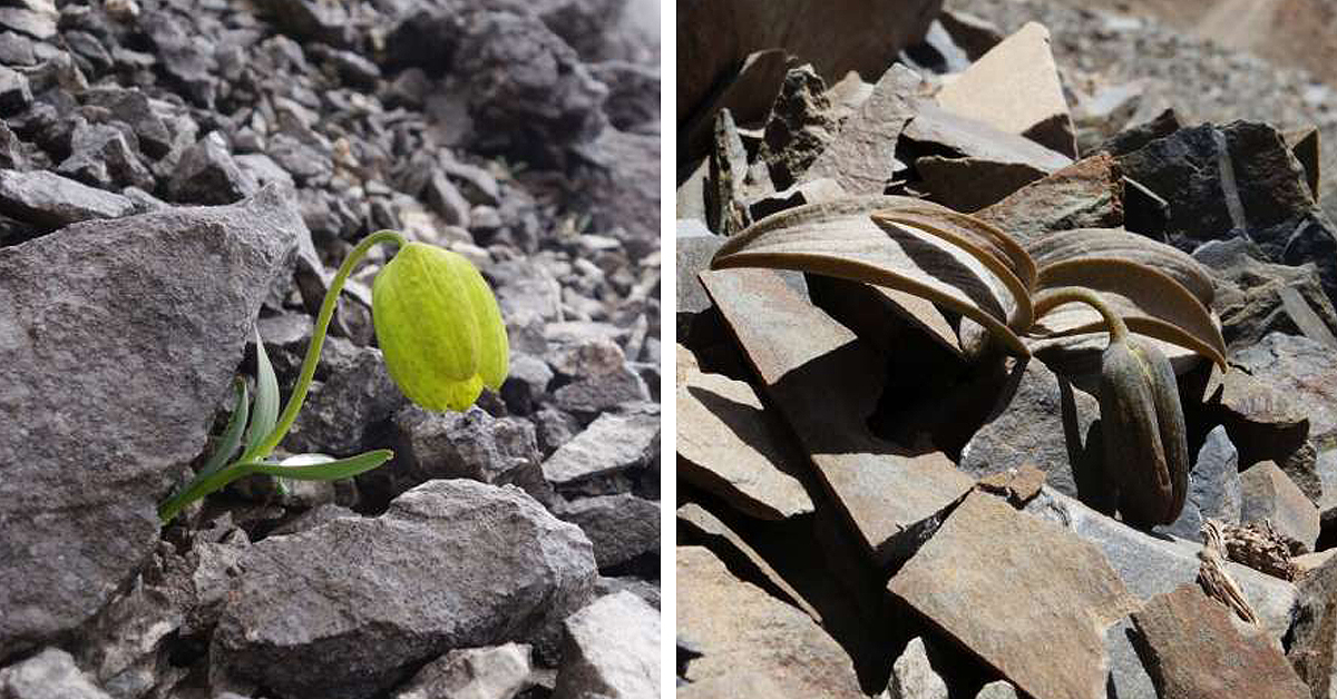 Plant Evolves To Become Invisible and Escape Humans | IE