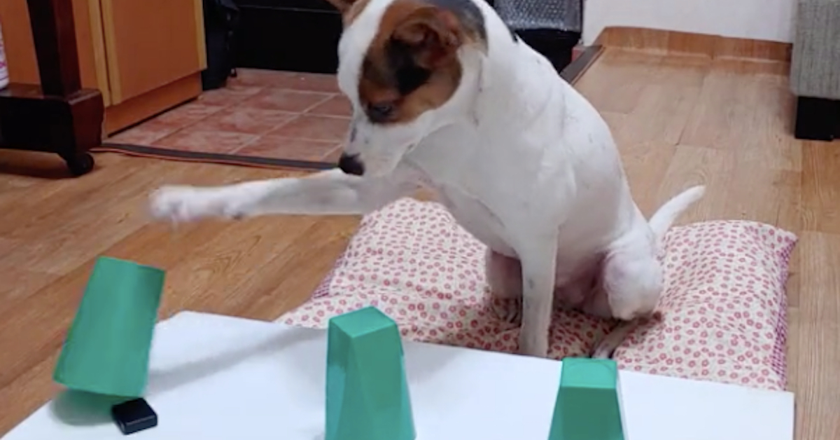Genius Dog Can’t Be Tricked by Its Owner’s Magic Trick | IE