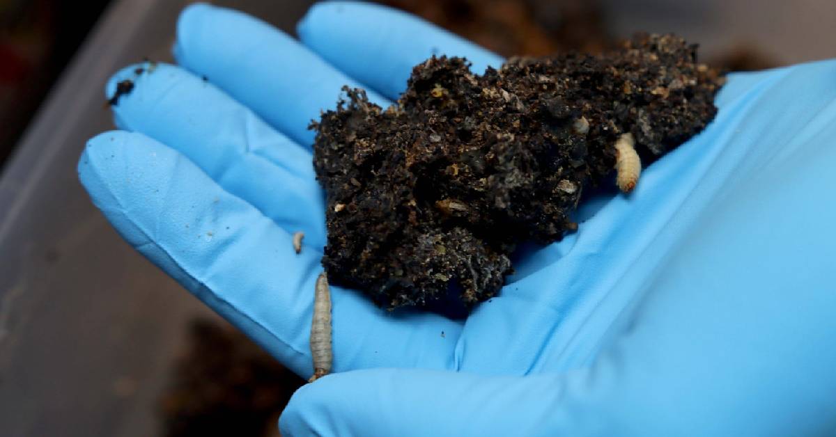 Newly-Discovered Plastic-Eating Greater Wax Moth Offers Hope in Fight ...