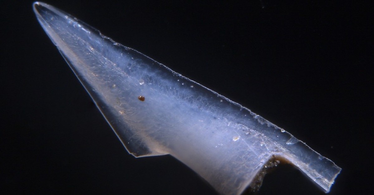 Fossilized Fish Could Be Indicators of Rare-Earth Metal Deposits