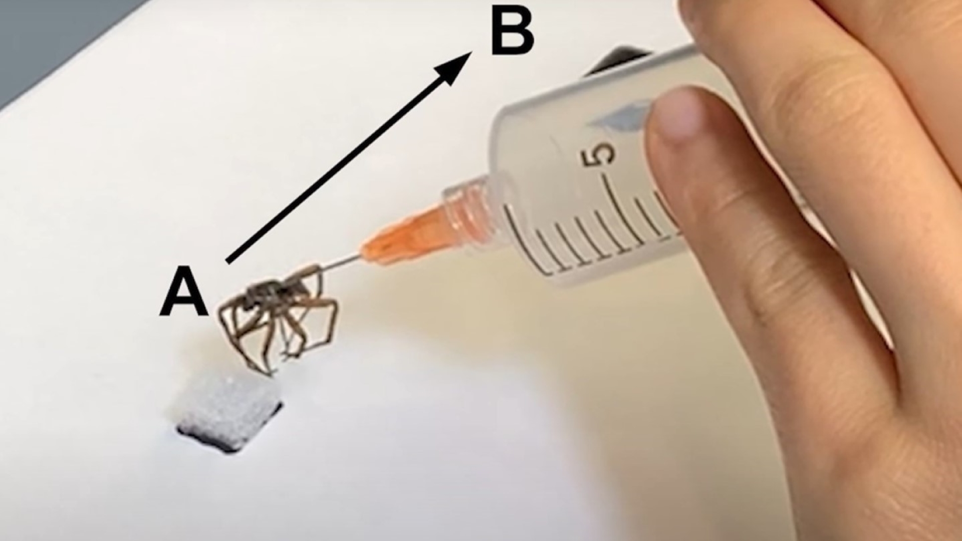 Necrobiotics: Researchers are turning dead spiders' legs into robotic ...