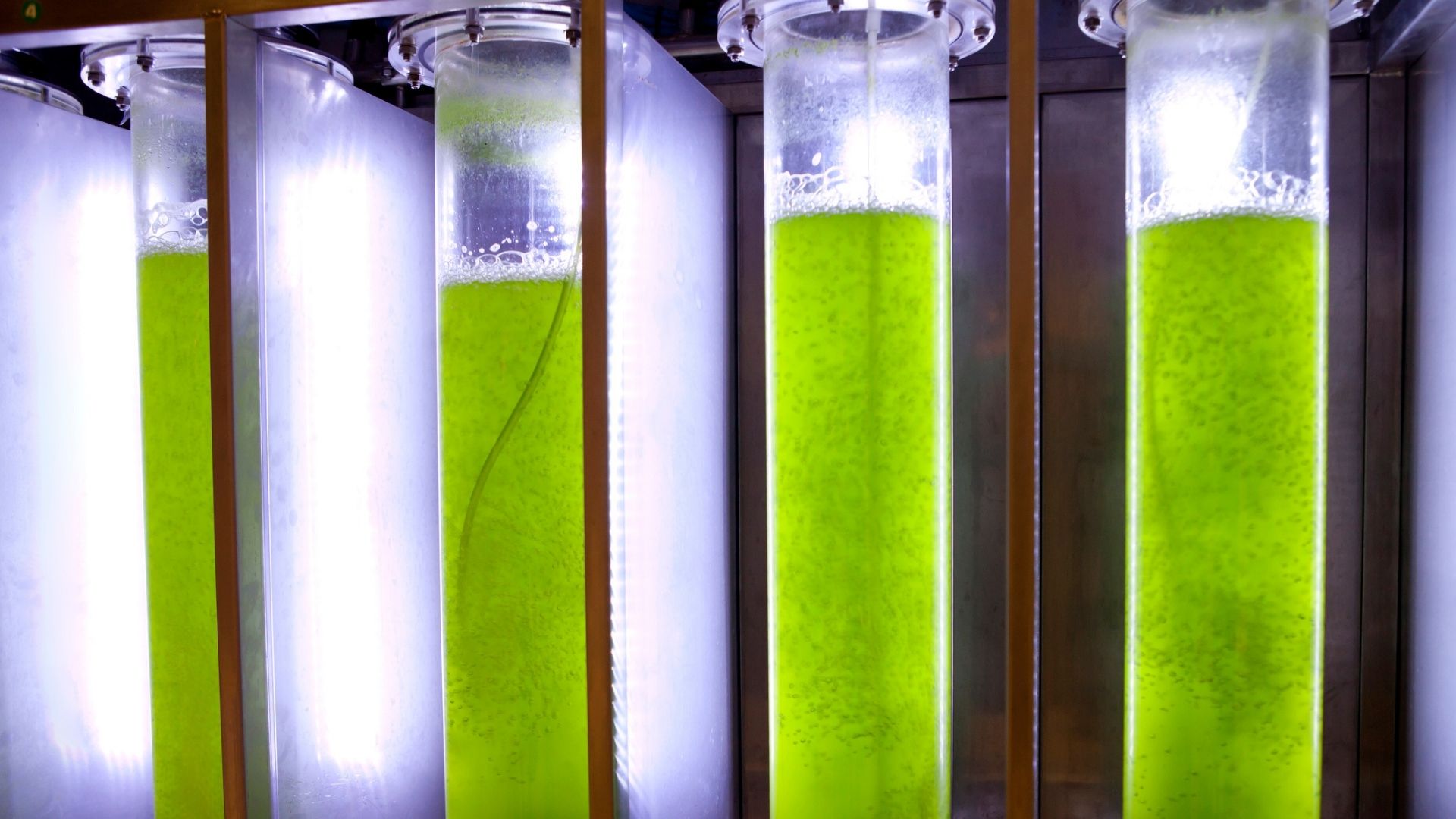 Solar powered bioreactors yield more than traditional agriculture