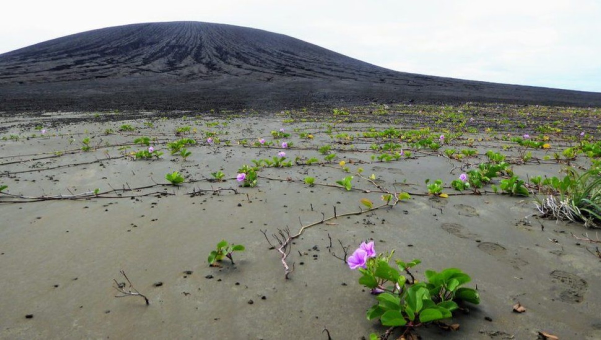 Newly Formed Volcanic Islands Might Be "The Cradle of Life" | IE