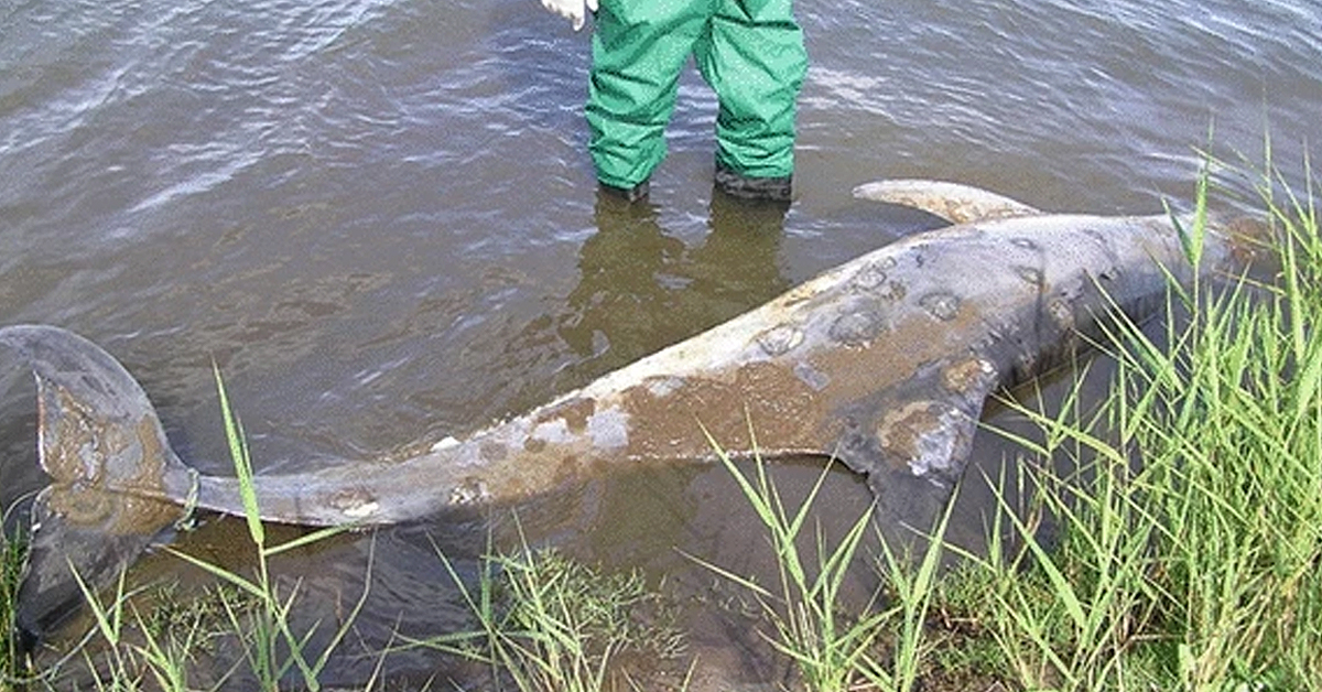 Deadly Dolphin Disease Tied To Climate Change | IE